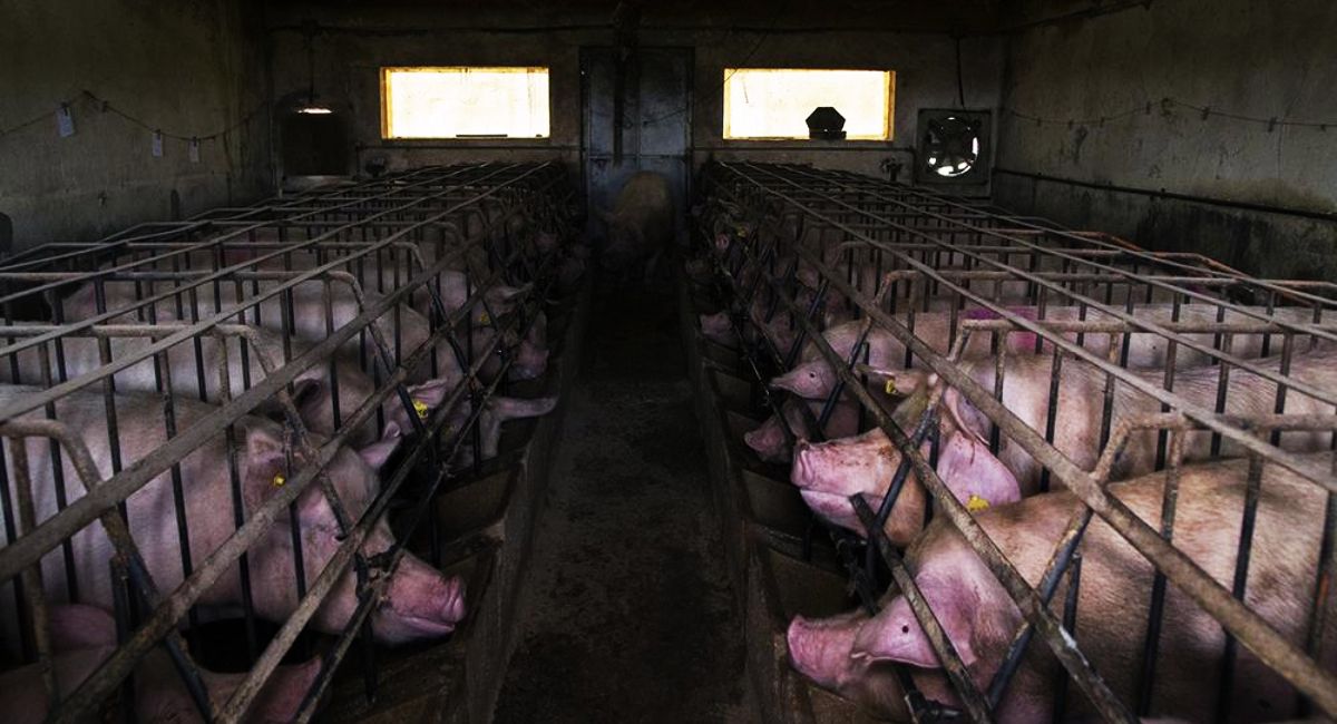 El debate sobre las macrogranjas llega al pleno de Almansa | La Tinta ...