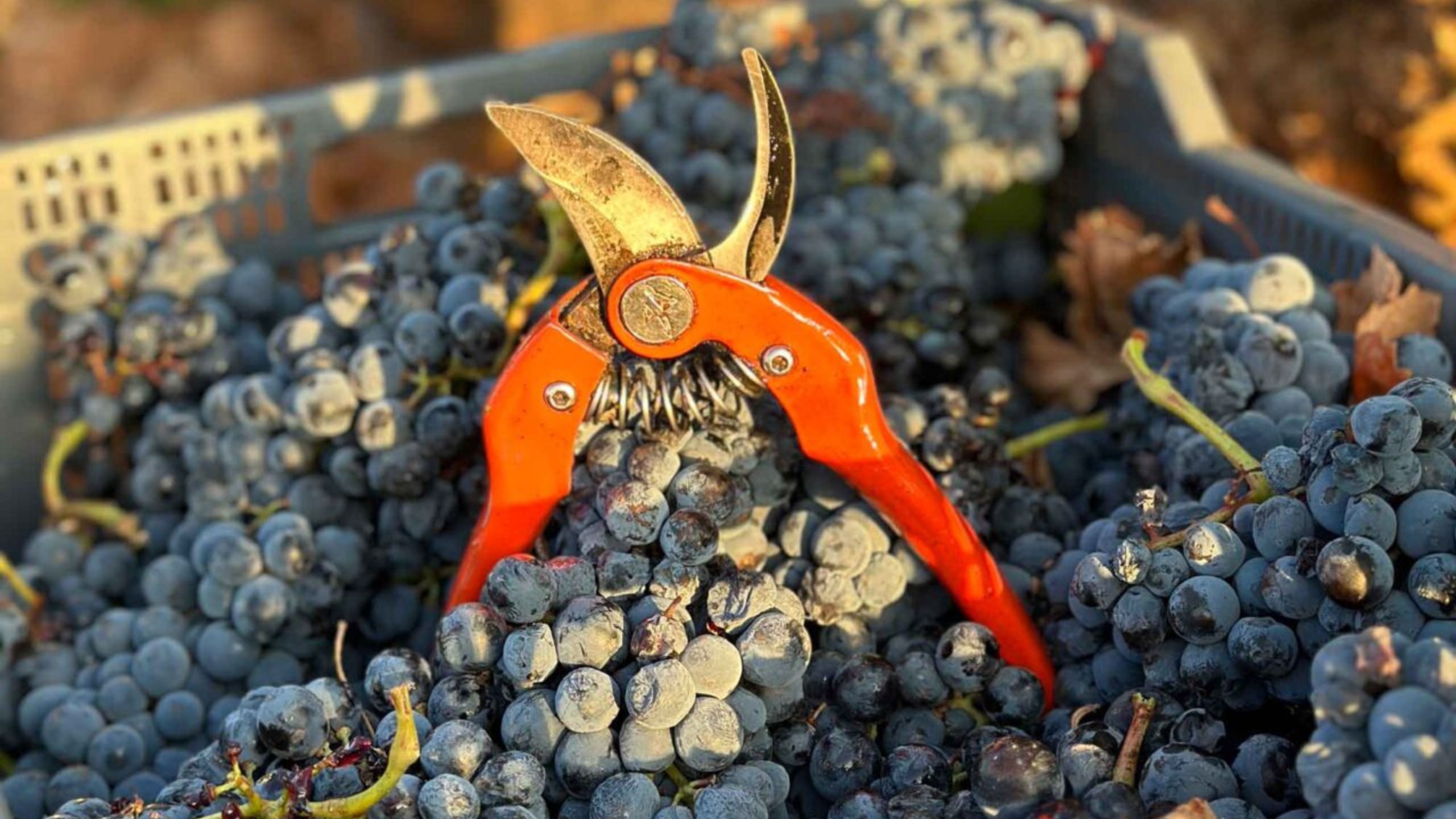 Los vinos de la DO Almansa logran 10 medallas en el concurso ...